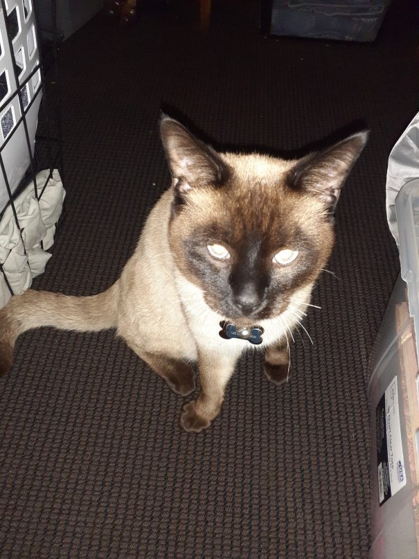 Lost Siamese Cat | Y94