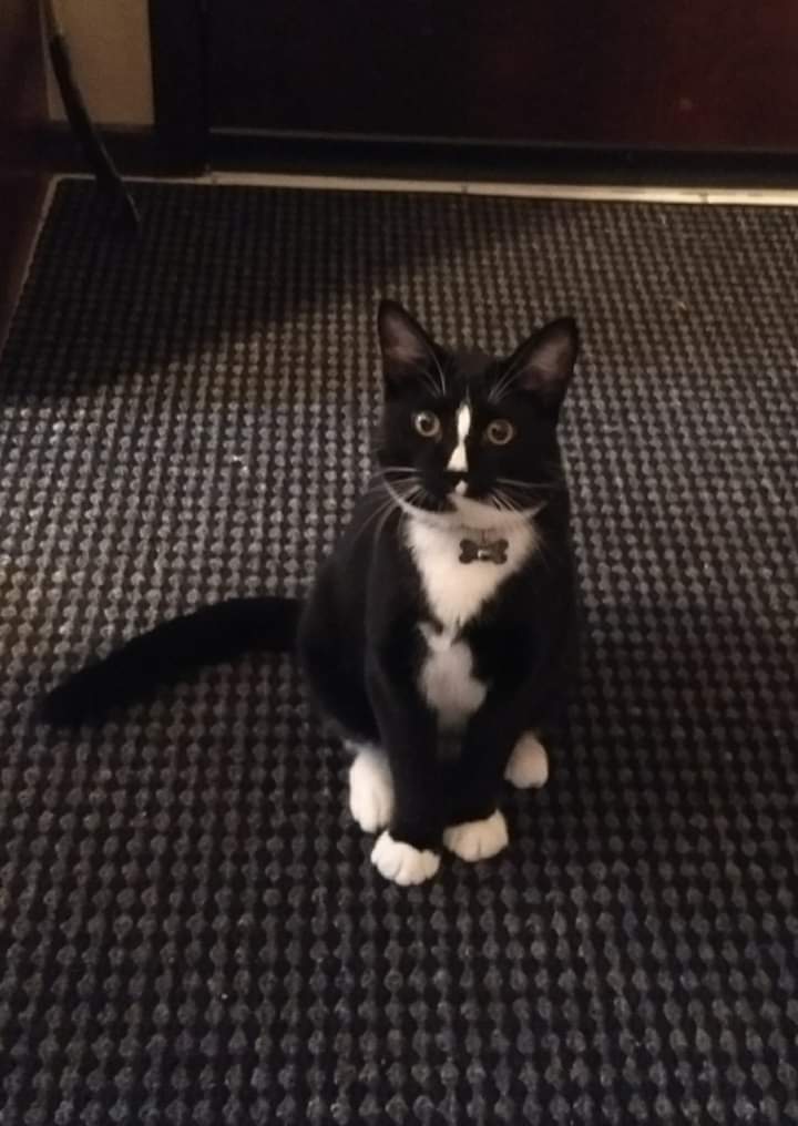 Lost Black & White Cat | The Mighty 790 KFGO | KFGO