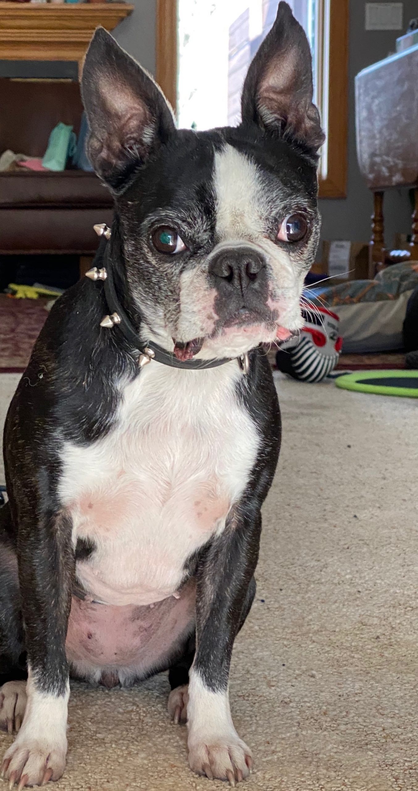 Lost Boston Terrier | The Mighty 790 KFGO | KFGO