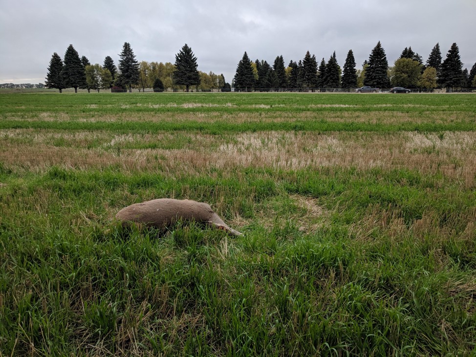 Men Convicted in Poaching Case | The Mighty 790 KFGO | KFGO